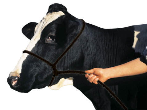 Shoof Calf Poly Rope Halter Black | NZ Farm Source