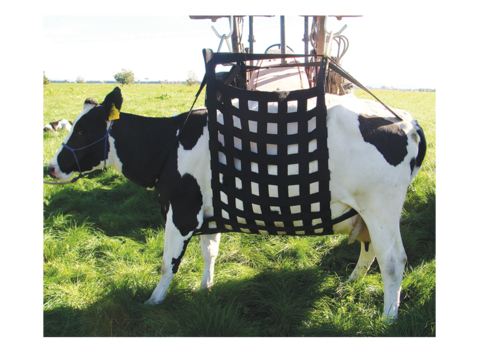 Shoof Liftease Cow Lifter | NZ Farm Source