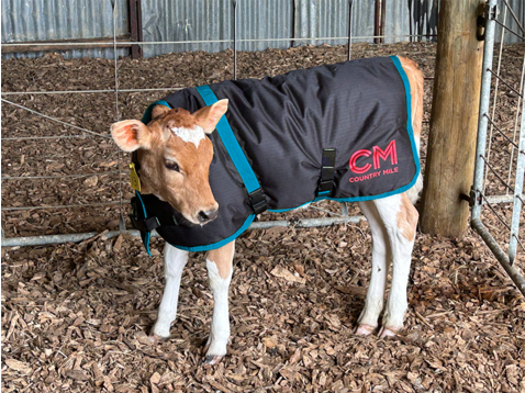 Country Mile 600D Insulated Calf Cover 2foot 6inch | NZ Farm Source